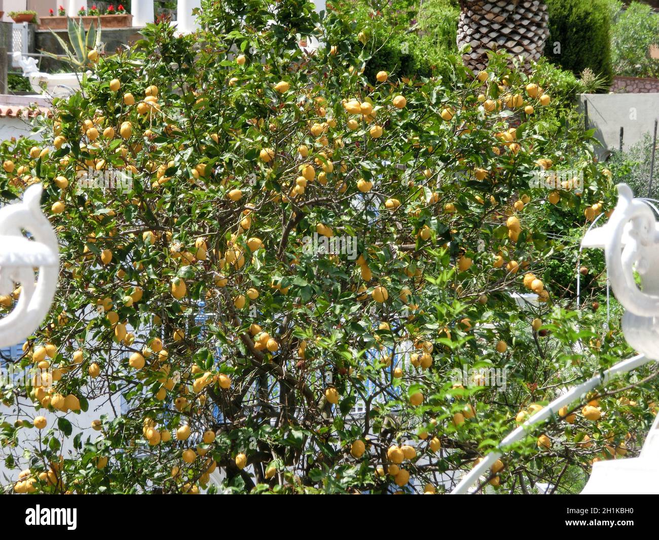 Lemon trees capri hi-res stock photography and images - Alamy