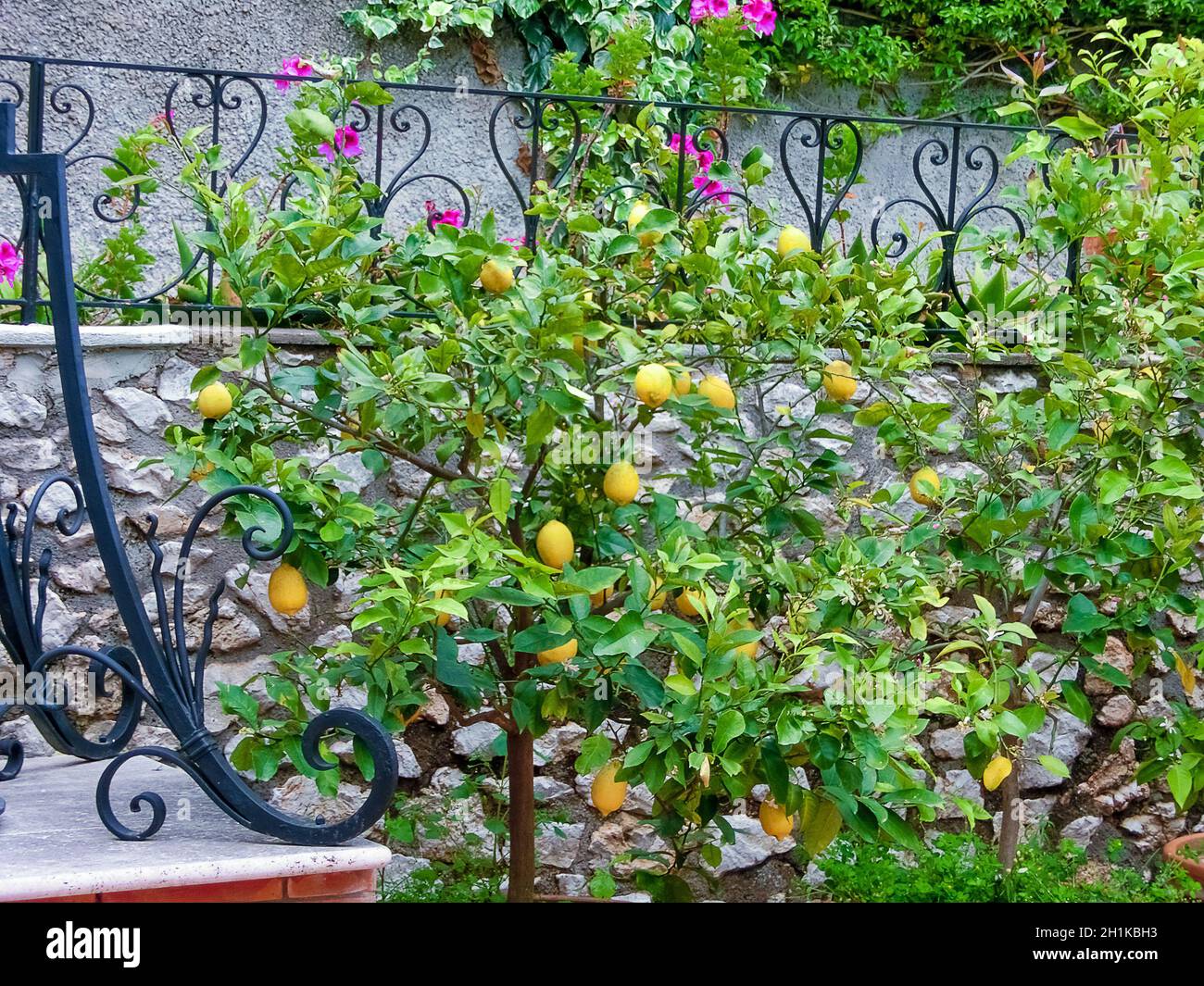 Lemon trees capri hi-res stock photography and images - Alamy
