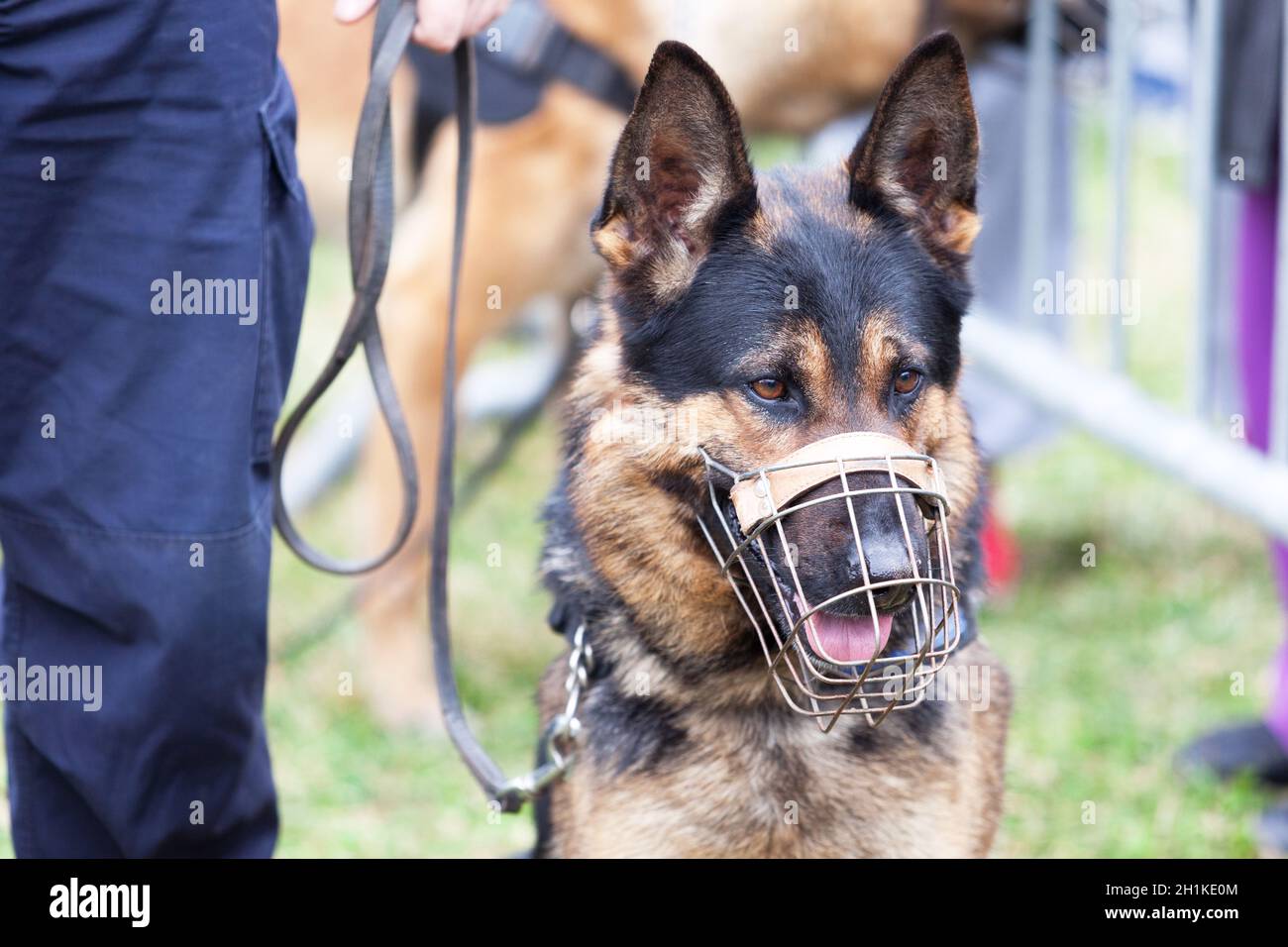 Police officer with a german shepherd police dog Stock Photo - Alamy