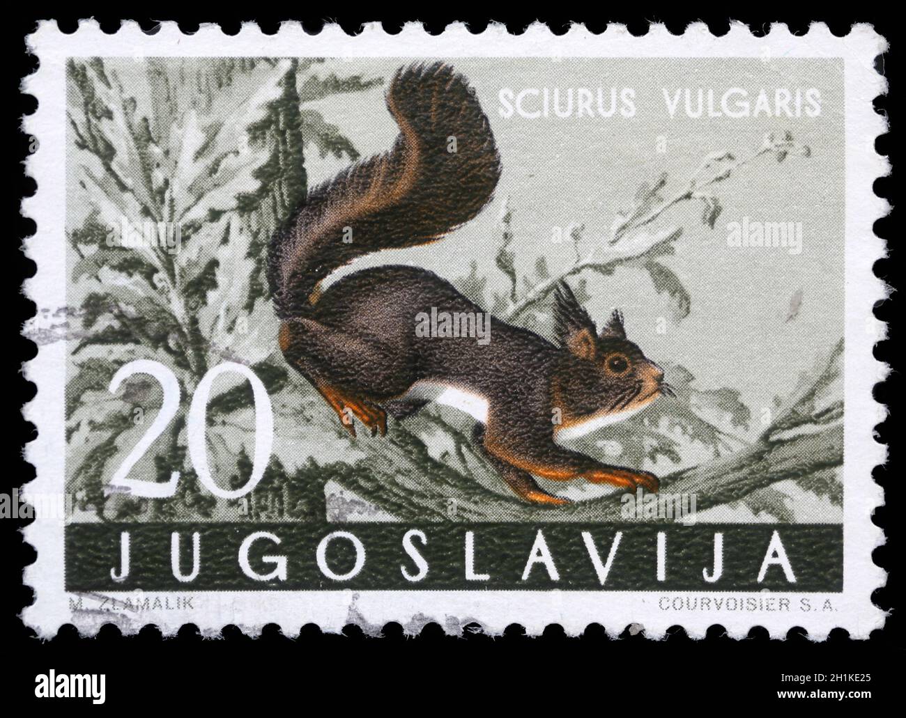 Stamp printed in Yugoslavia shows the red squirrel with the inscription ...
