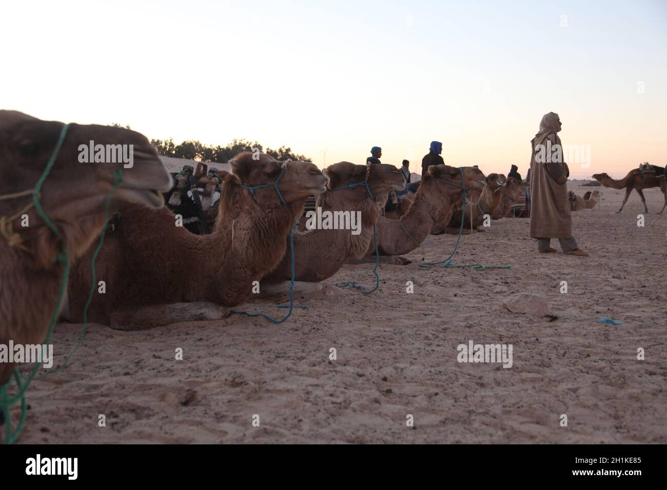 Morning in Sahara desert Stock Photo - Alamy