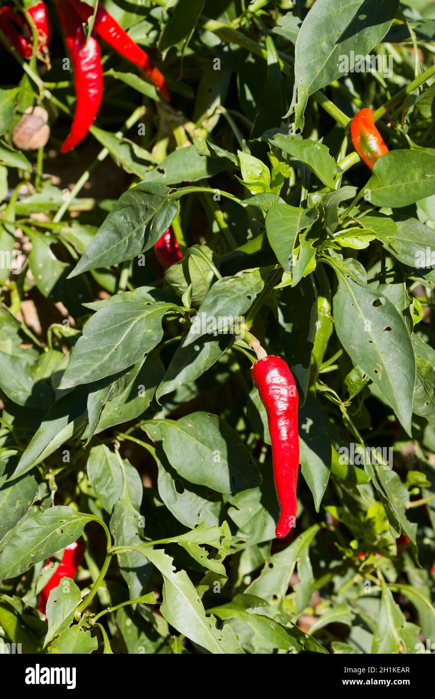 Hot pepper plant (Capsicum annuum) with some of its ripe fruits and ...