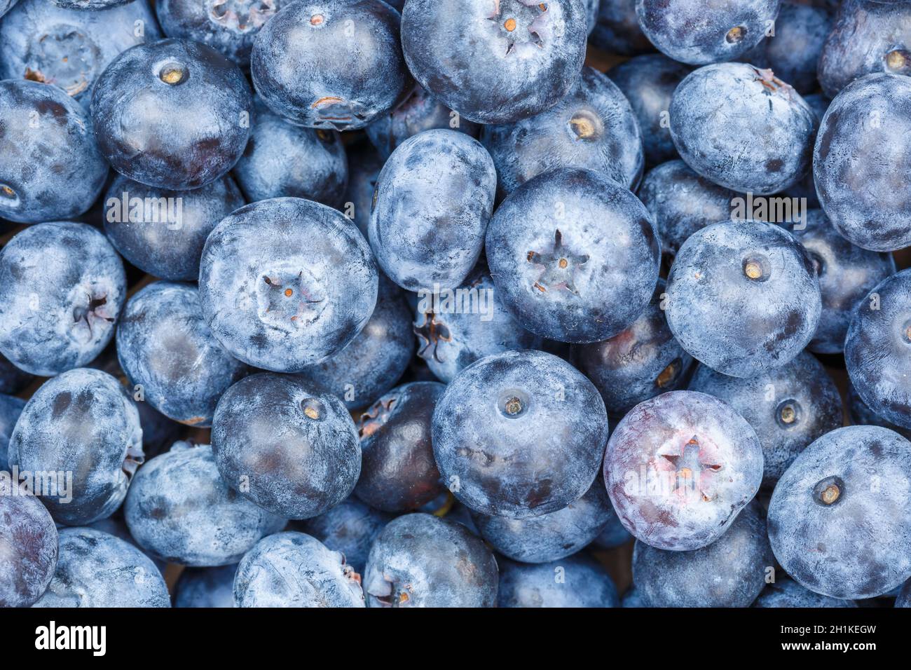 Blueberries berries fruits blueberry berry bilberry bilberries fruit ...