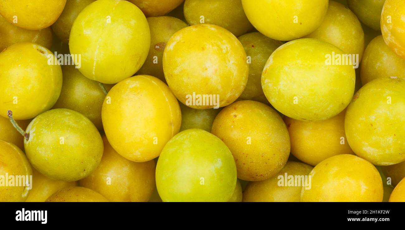 Mirabelles fruits mirabelle plum fruit background panorama from above ...