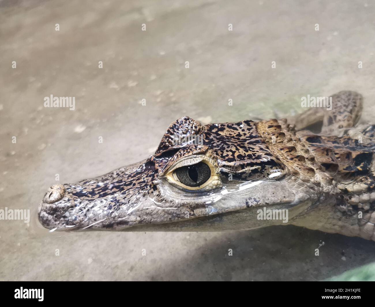 Cute baby alligator hi-res stock photography and images - Alamy