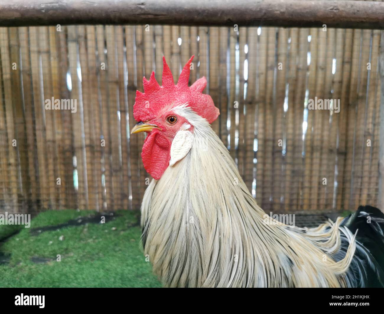 Rooster barn in background hi-res stock photography and images - Alamy