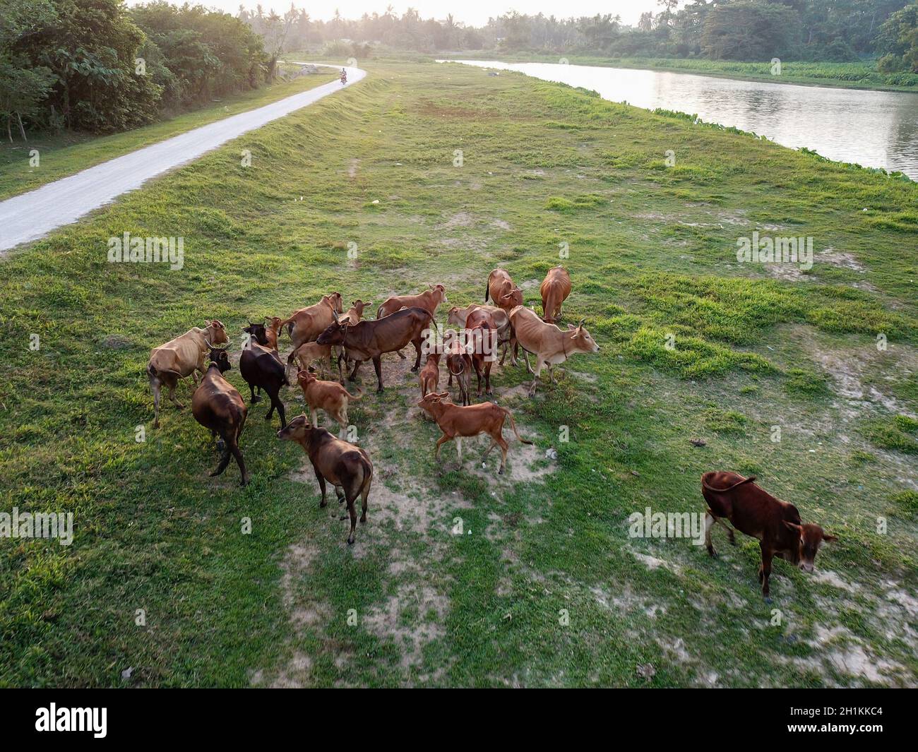 Cows run hi-res stock photography and images - Alamy