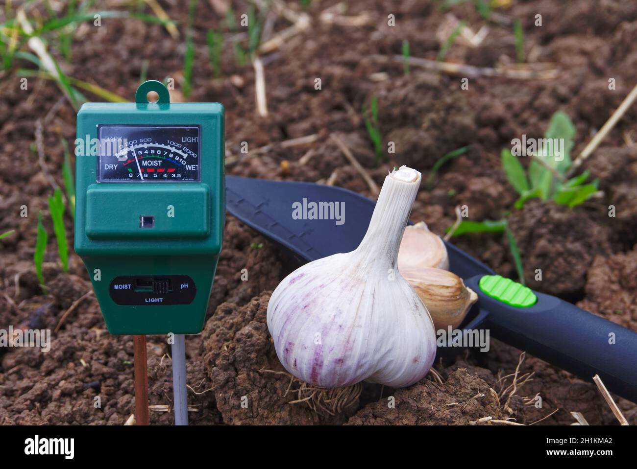 Concept of garlic autumn planting with agricultural meter to measure the moisture and pH content ...
