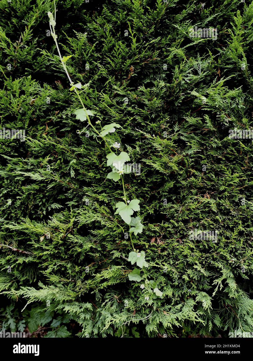 Vertical shot of an ivy branch growing on a bush Stock Photo - Alamy