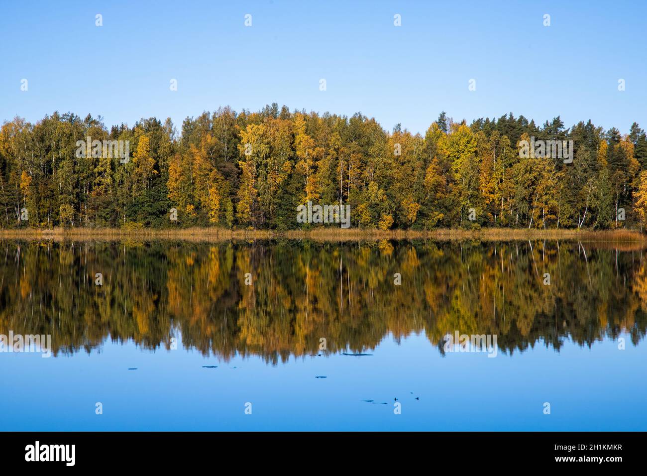 Beautiful view of a lake near the forest with tree's reflection in the ...