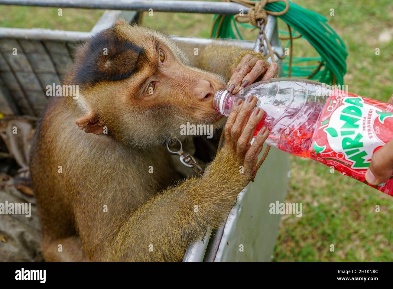 Kota Bahru, Kelantan/Malaysia - Jul 15 2017: Monkey drink bottle ...