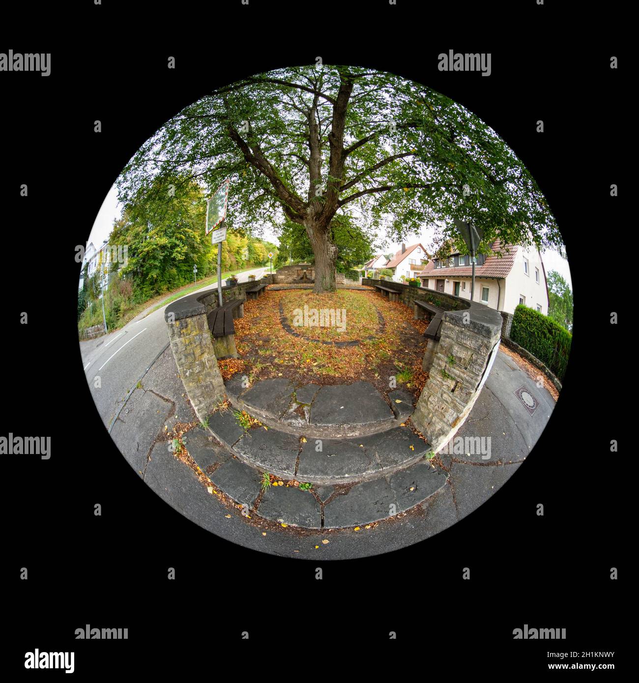 Old linden tree with stairs of stone with fish eye distortion Stock ...