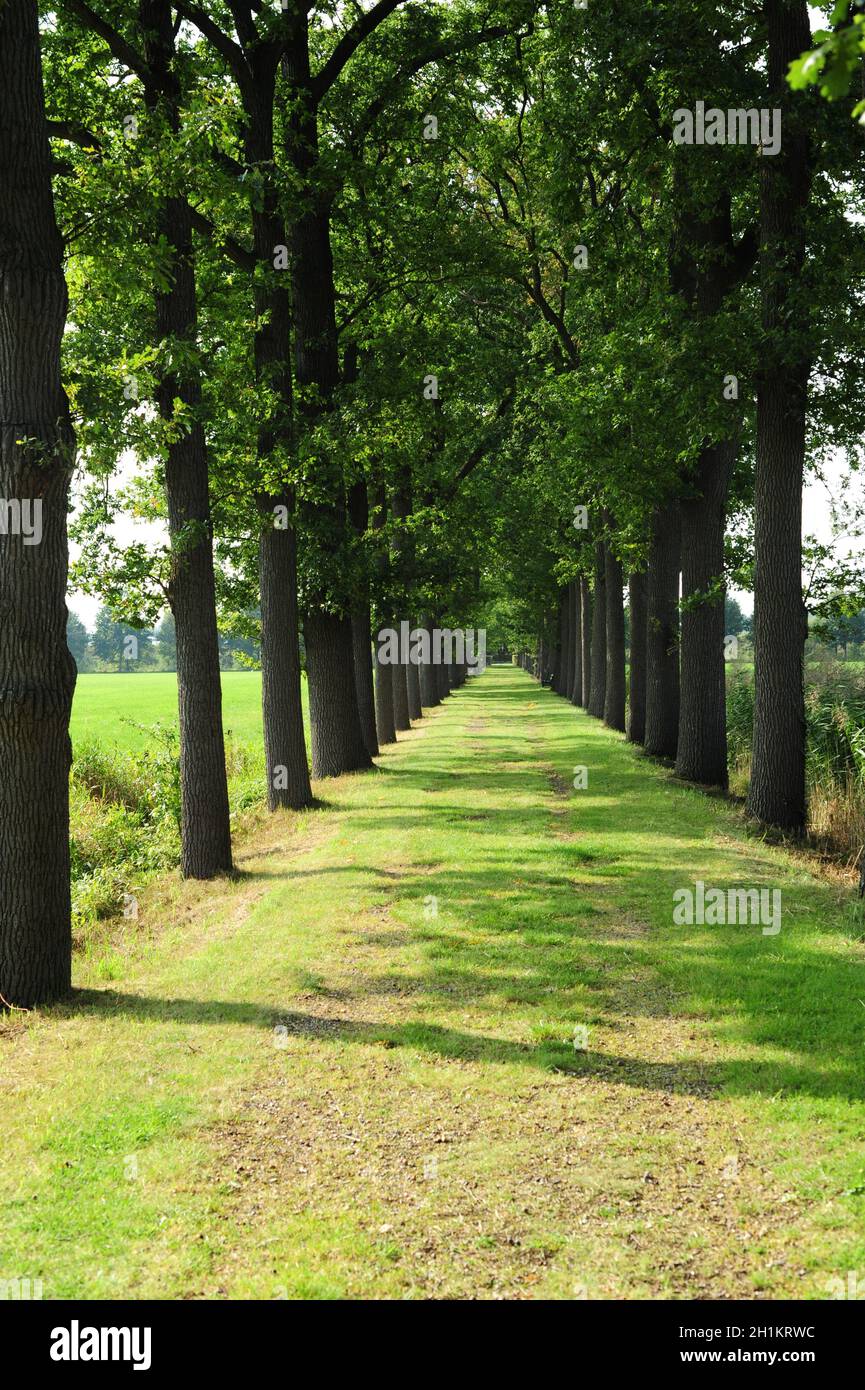 Beautiful tree tunnel at a park made of tall trees with green leaves in ...
