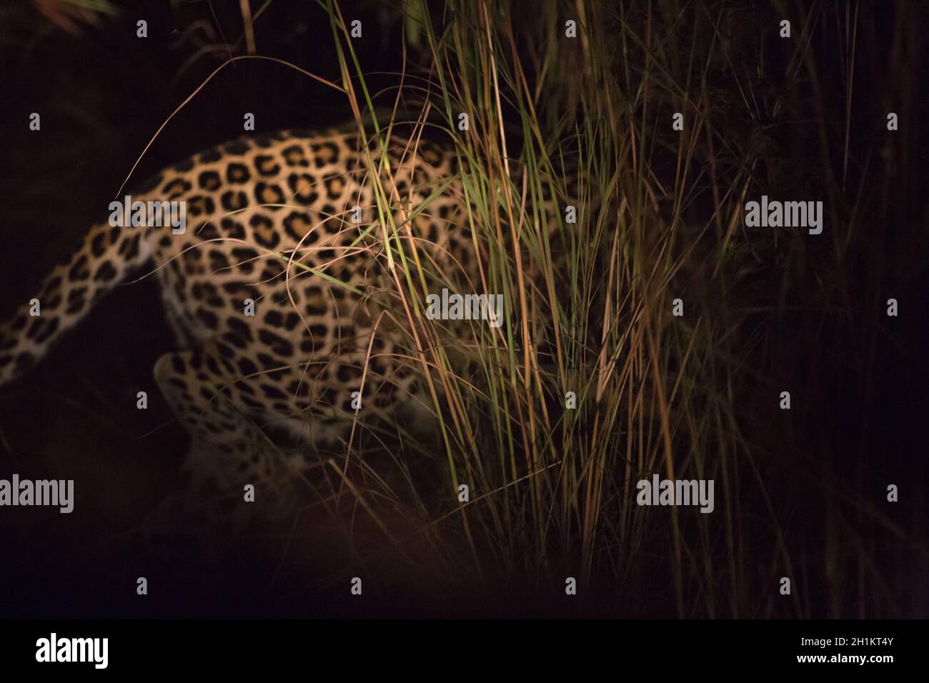 Leopard at night hi-res stock photography and images - Alamy