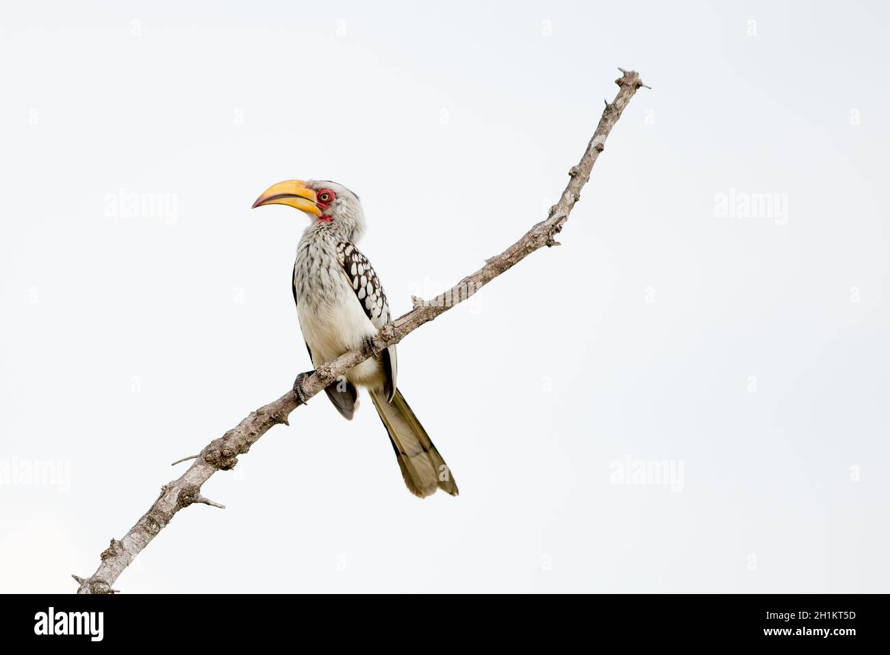 Southern yellow billed horn bill bird on a branch in Kruger National ...