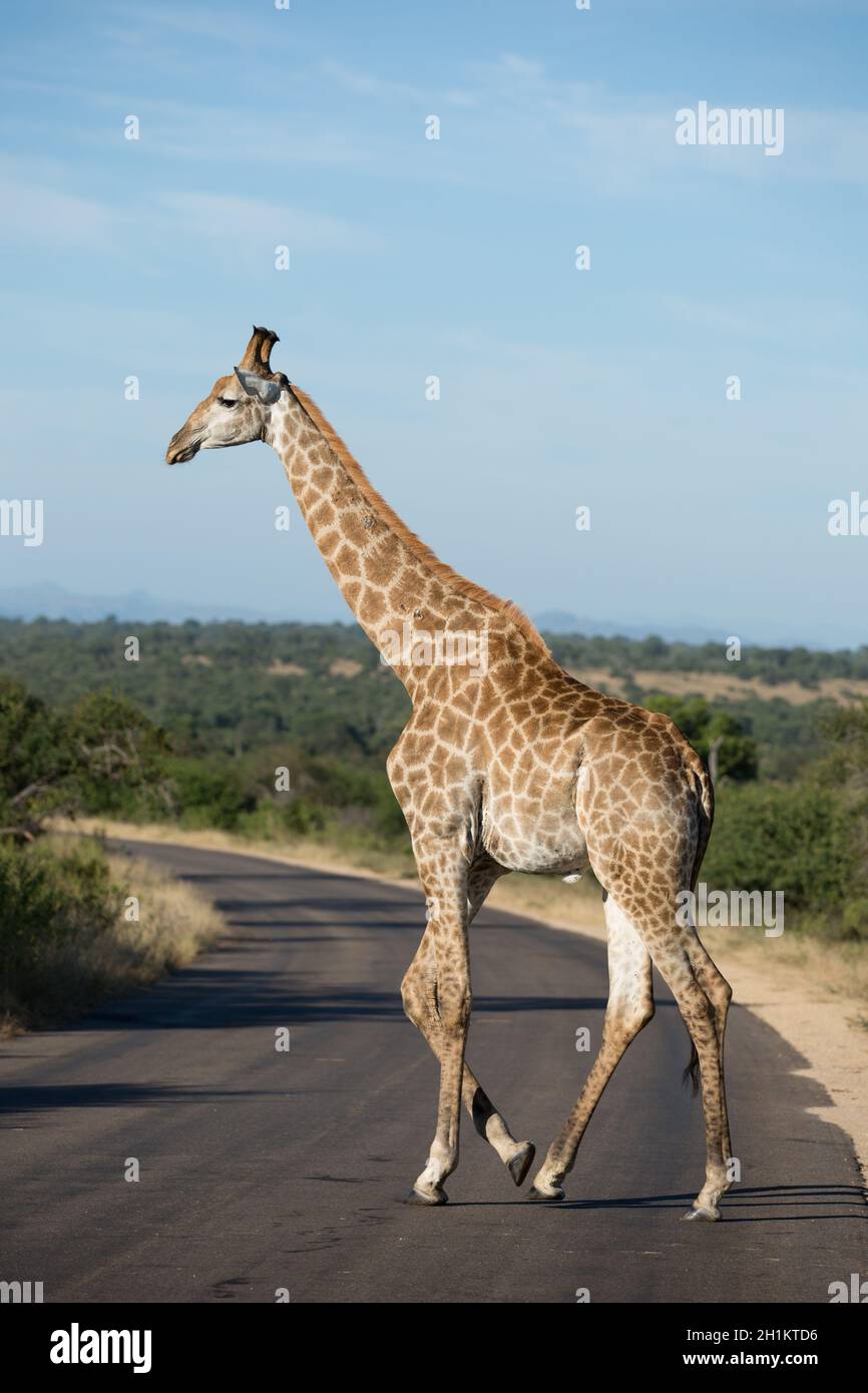 Giraffe crossing the road in Kruger National Park Stock Photo - Alamy