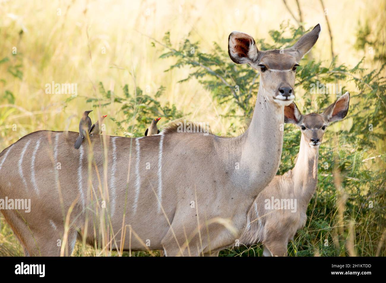 Young kudu hi-res stock photography and images - Alamy