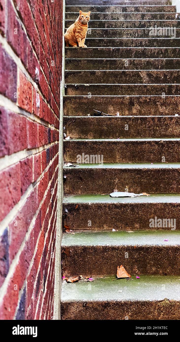 Vertical shot of a brick wall and stairs Stock Photo - Alamy