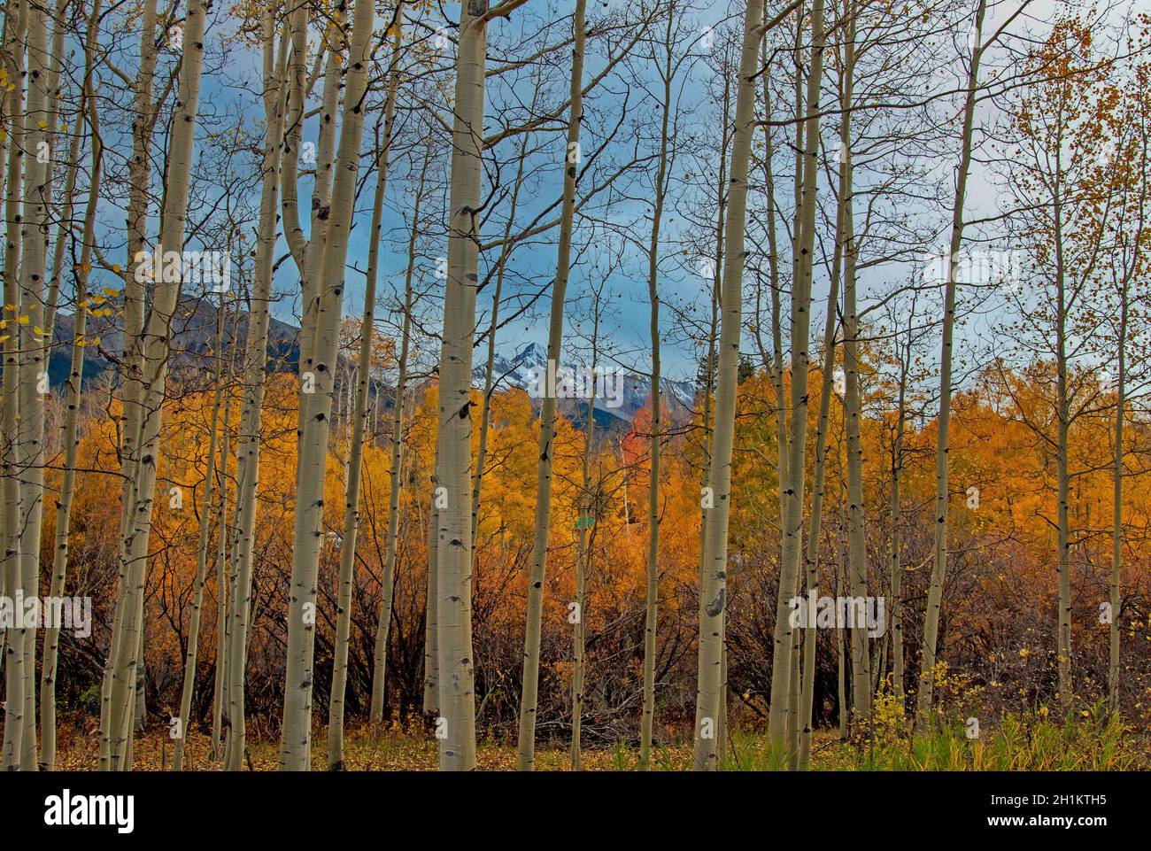 Quaking aspen trees hi-res stock photography and images - Alamy