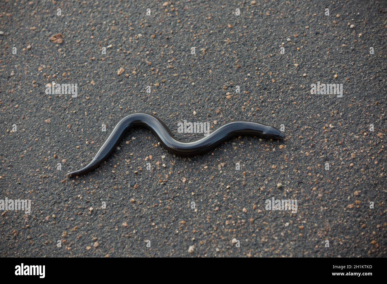 Snake in the road hi-res stock photography and images - Alamy