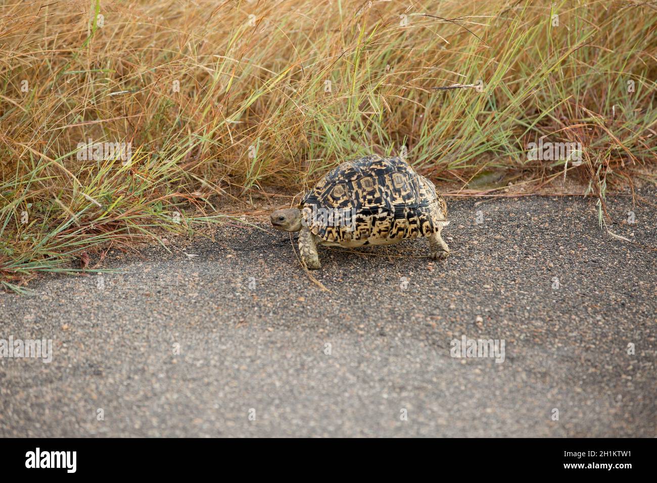 Tortoise in the road at Kruger National Park Stock Photo - Alamy