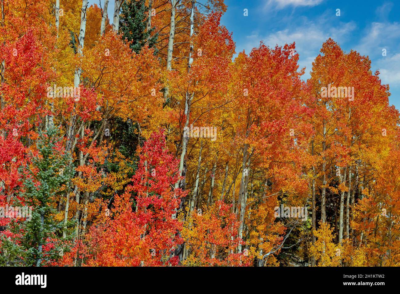 A stand of Vibrant colored aspen trees in Telluride, Colorado Stock ...
