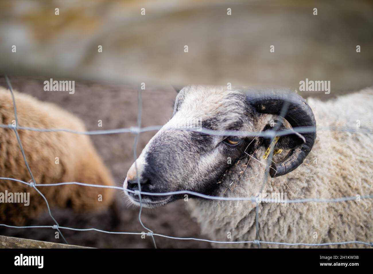 Up close view of a horned black and white sheep on the muddy ground ...