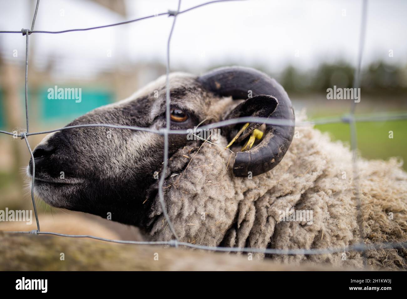 A horned black and white sheep up close behind a fence at a farm yard ...
