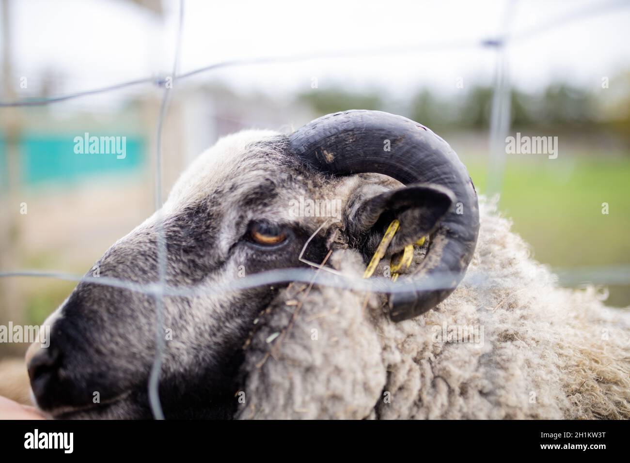 A horned black and white sheep close up behind a fence at a farm yard ...