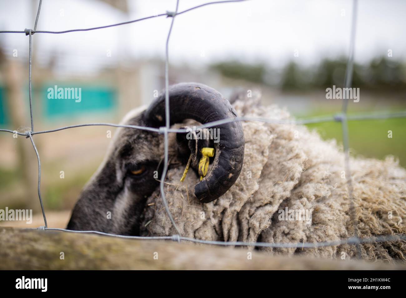 A horned black and white sheep up close behind a fence at a farm with a ...