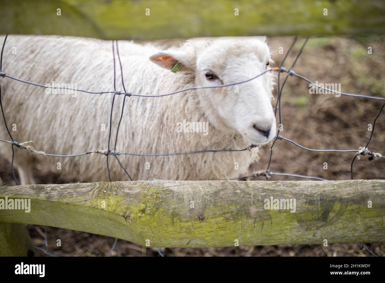 Blurry and cute white sheep sticking its snout out of a square knot ...