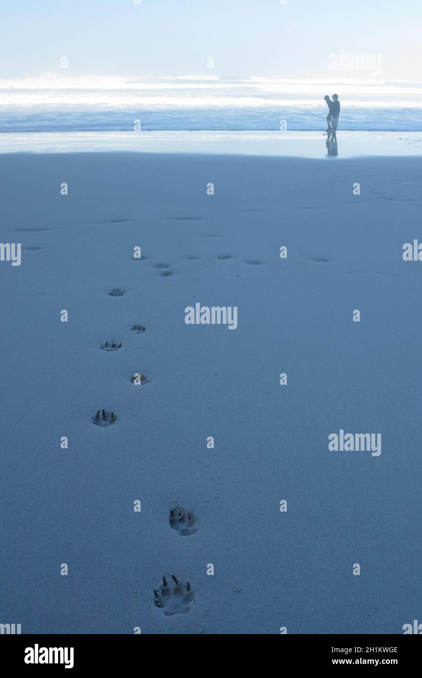 Animal tracks at the beach Cape of Good Hope Stock Photo - Alamy