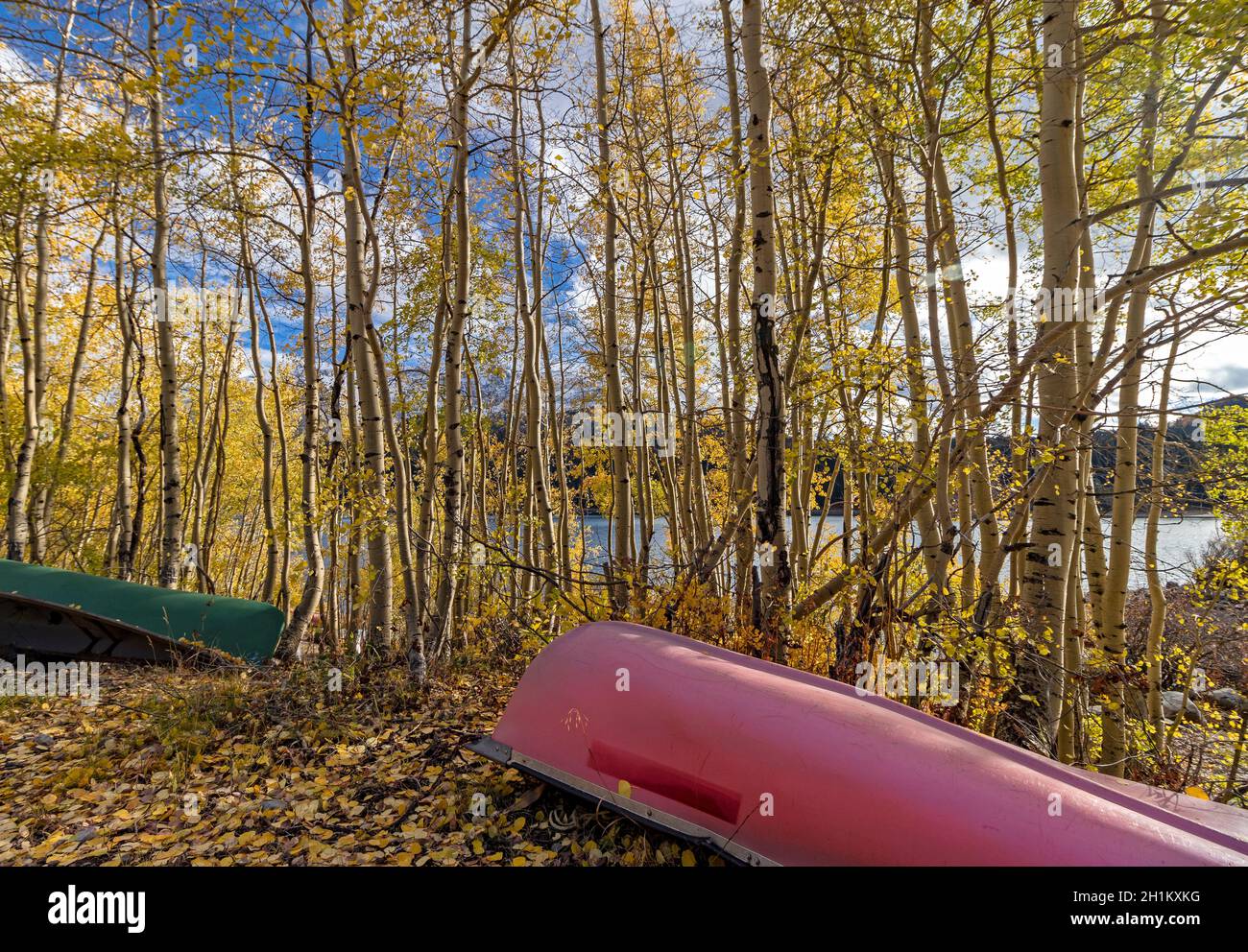 Two canoes near Aspen trees along a lake at fall time in Telluride ...