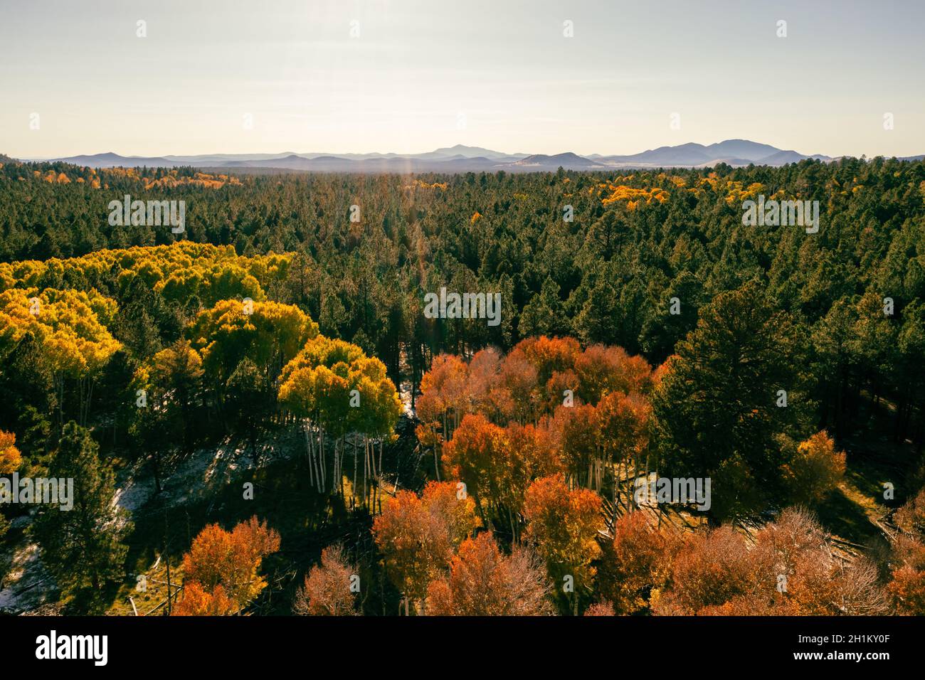 Autumn colored trees in Arizona with mountains in background Stock ...