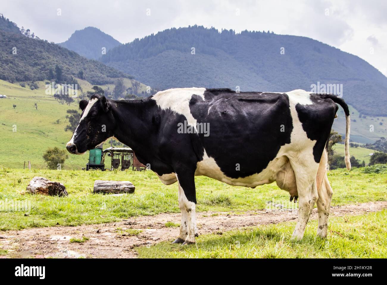 Mammals of colombia hi-res stock photography and images - Alamy