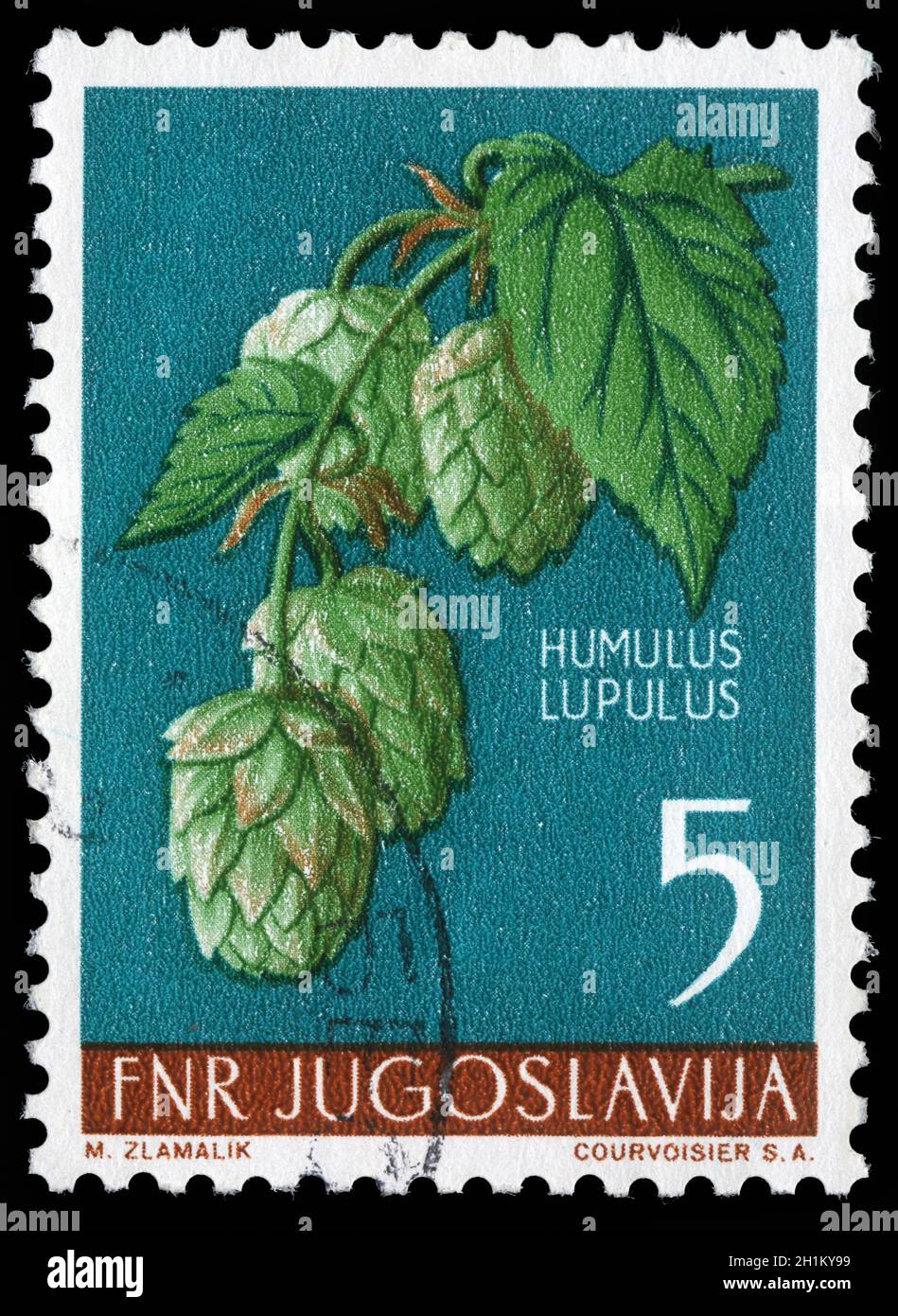Stamp printed in Yugoslavia shows common hop, series, circa 1959 Stock ...
