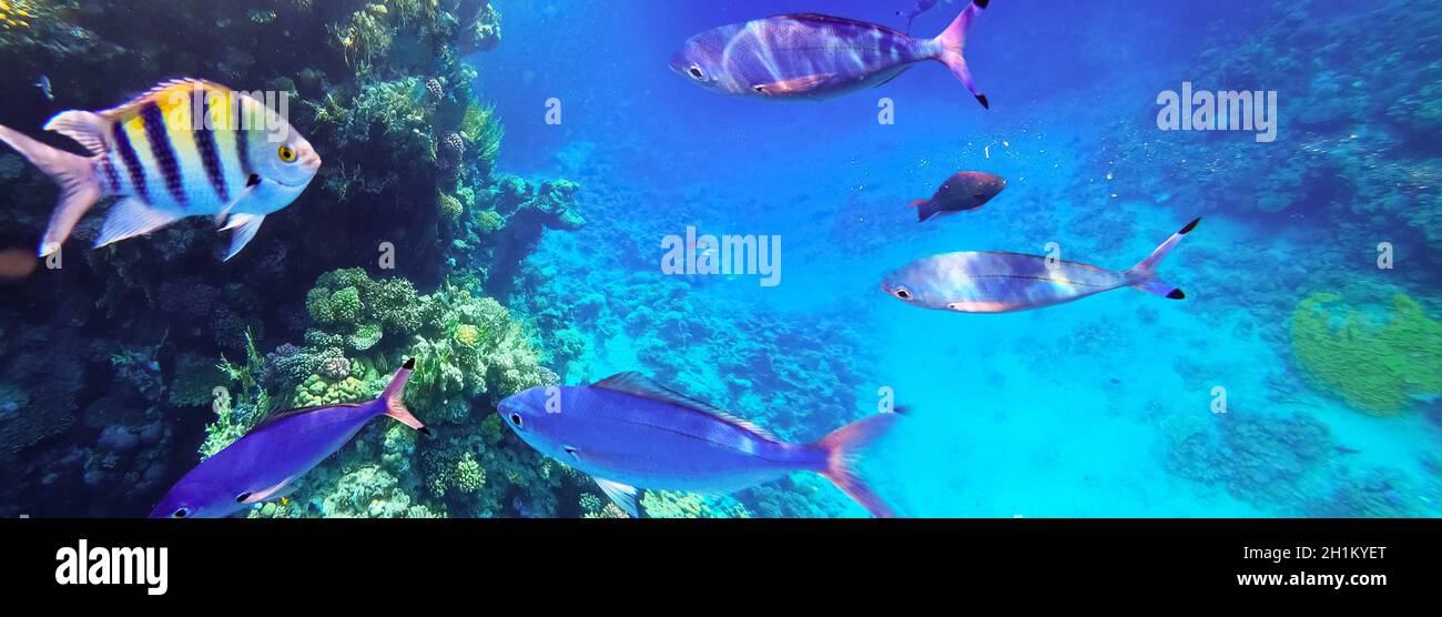 Underwater colorful tropical fishes at coral reef at Red Sea. Blue ...