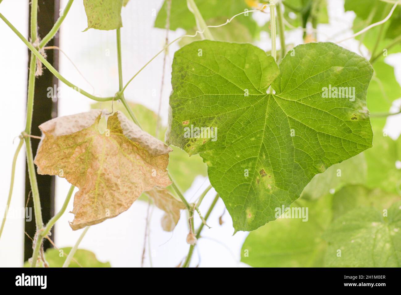 affected by diseases and pests of plant leaves and fruits of cucumber ...