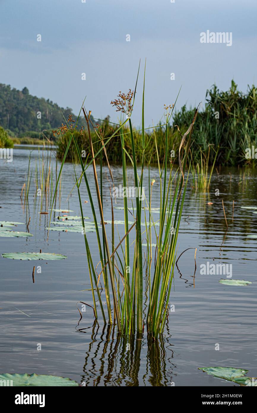 Bur sedge hi-res stock photography and images - Alamy