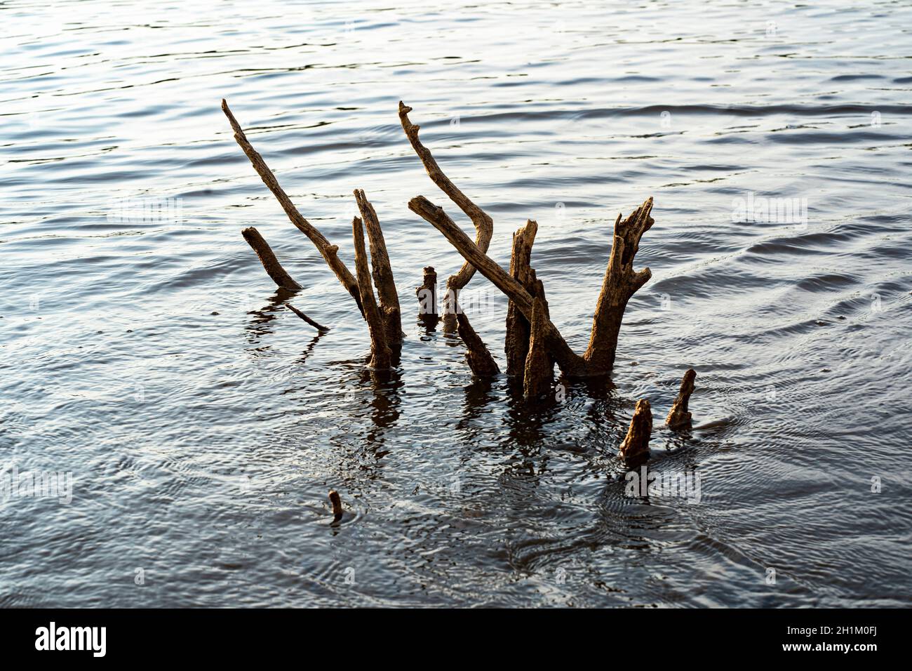 Some dead tree branches breaking the water surface on Lake Chini ...