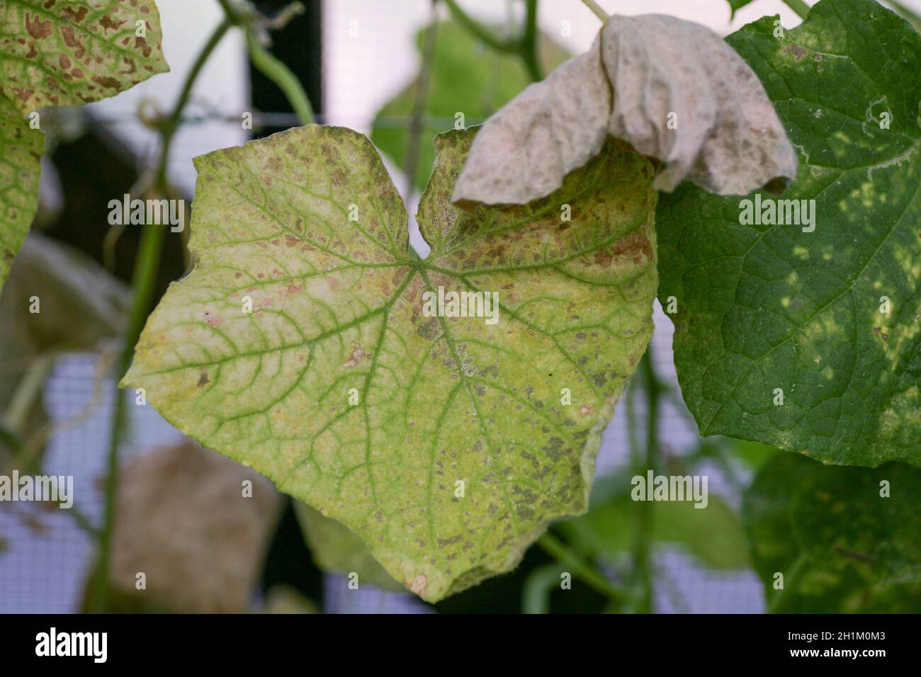 affected by diseases and pests of plant leaves and fruits of cucumber ...