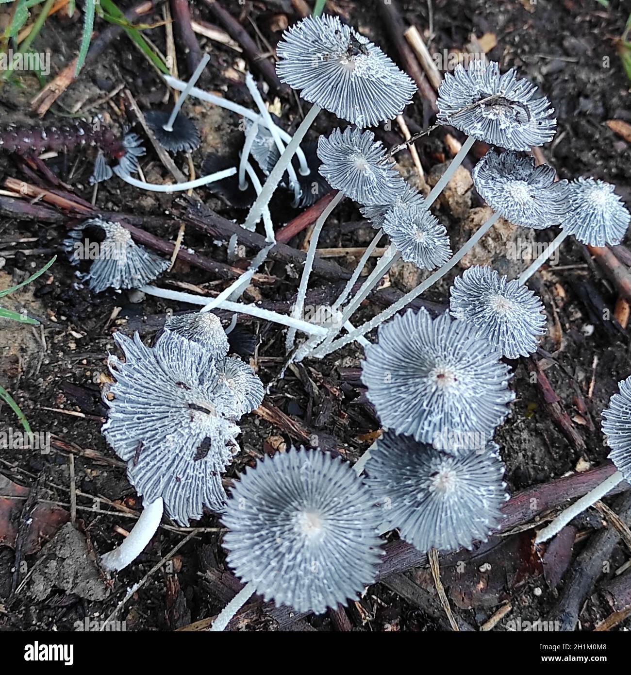 Top view of gray mushrooms growing in a forest Stock Photo - Alamy