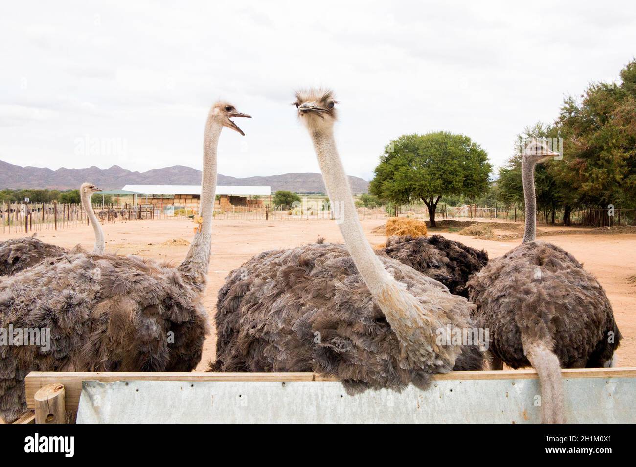 Ostriches in the ostrich capital of the world Stock Photo - Alamy