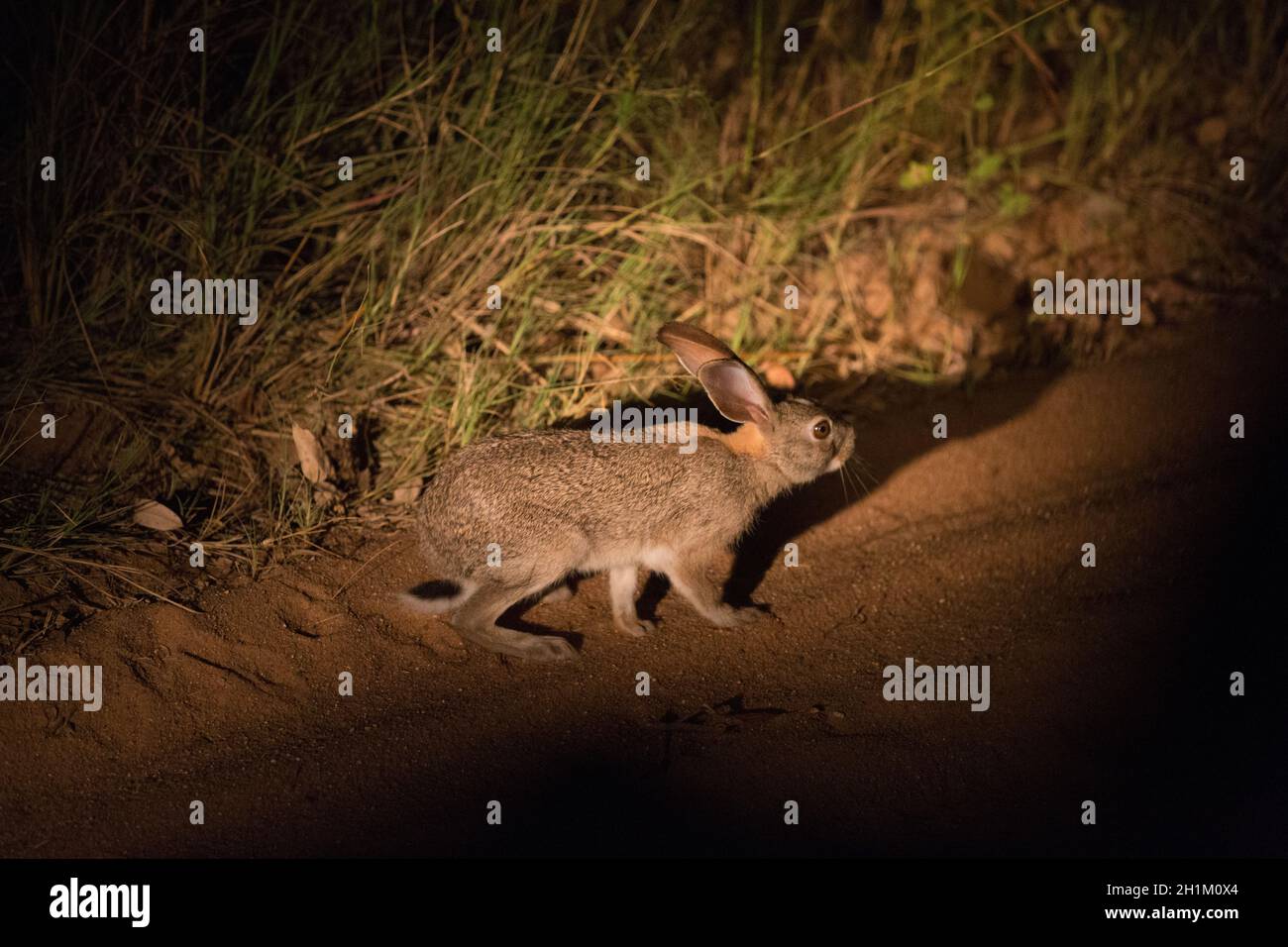 Night in kruger hi-res stock photography and images - Alamy