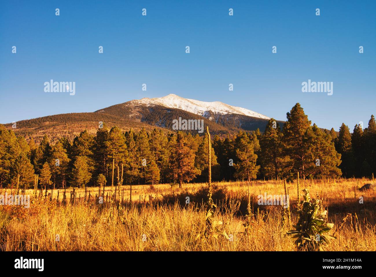 View of Humphrey's Peak in Flagstaff at moonrise Stock Photo - Alamy