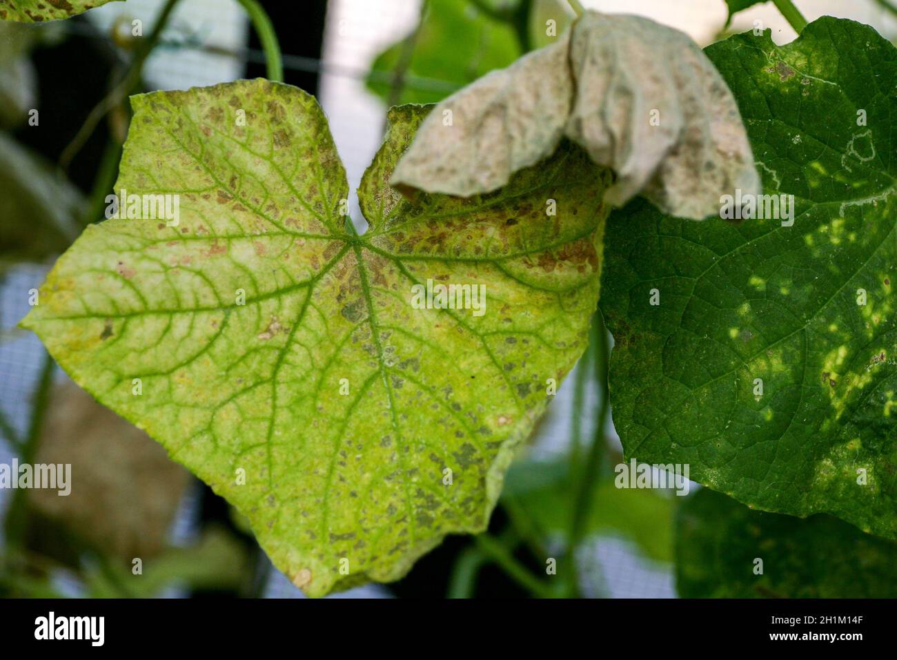 affected by diseases and pests of plant leaves and fruits of cucumber ...