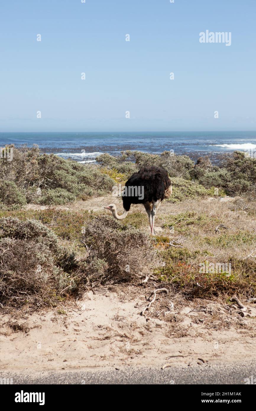 Ostrich near the beach in Cape of Good Hope Stock Photo - Alamy