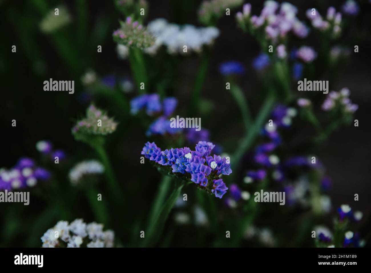Species of sea lavender hi-res stock photography and images - Alamy