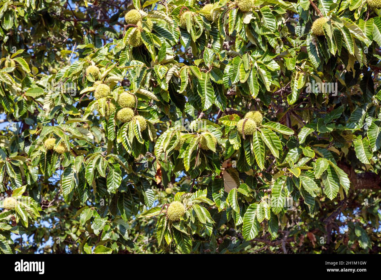 American Chestnut tree with ripened chestnuts (Castanea dentata), E USA ...