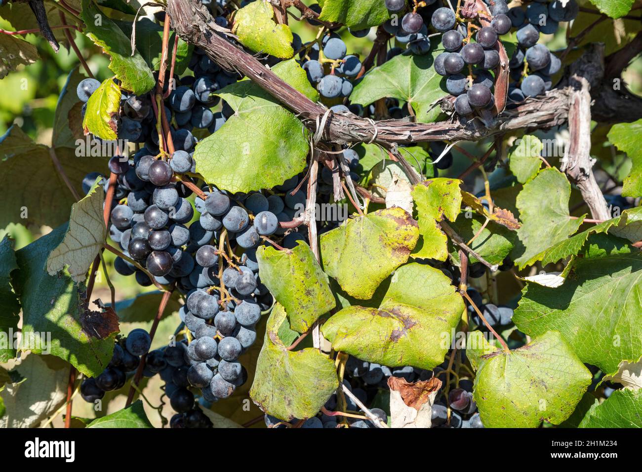 Concord grapes, ripe, Vineyard, SW Michigan, USA, by James D Coppinger ...